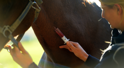 The Coggins Test: Essential for Equine Health in 2024