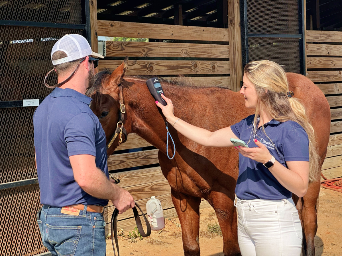 Horse Temperature by EquiTrace